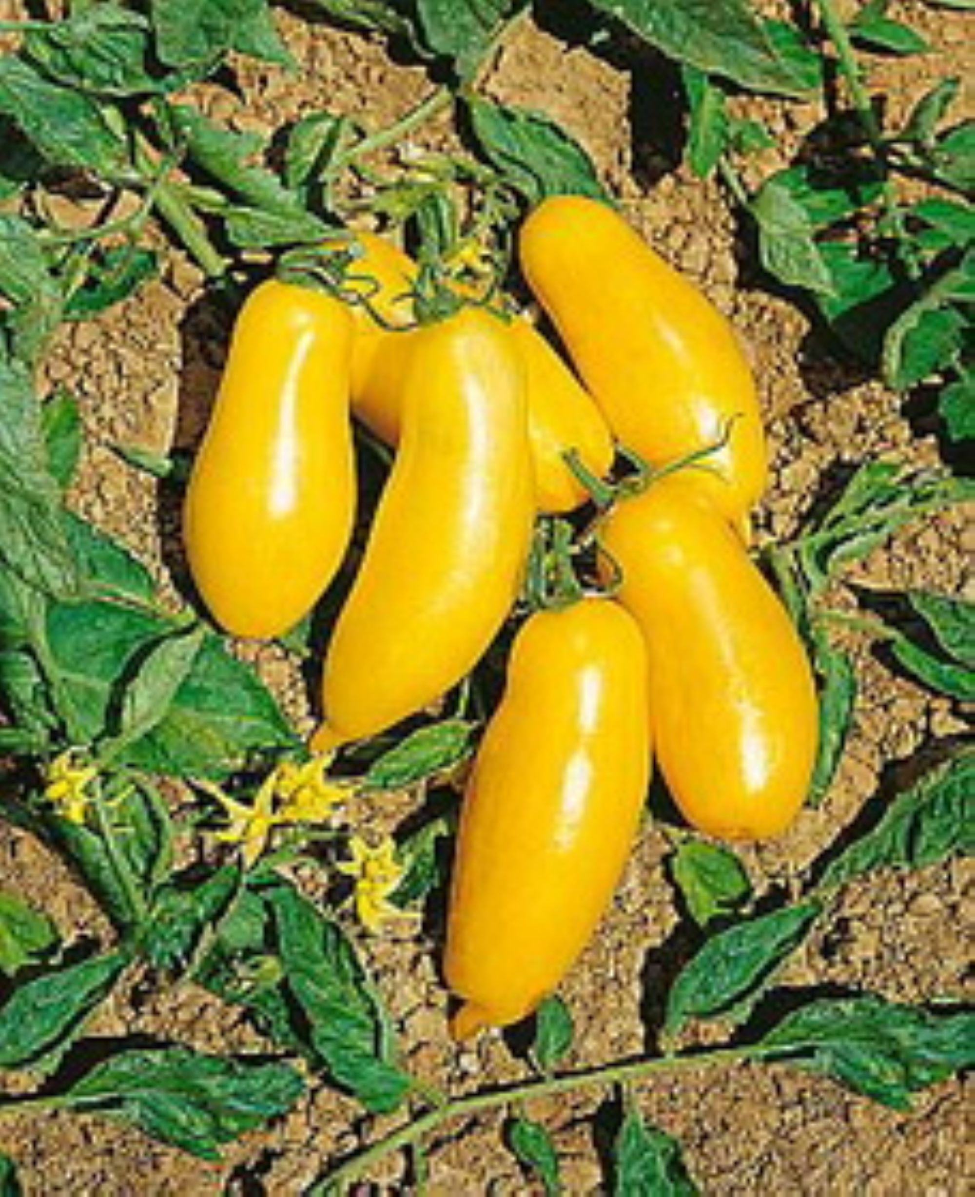 El Dorado Tomato Seeds – Sunshine Seed Nursery