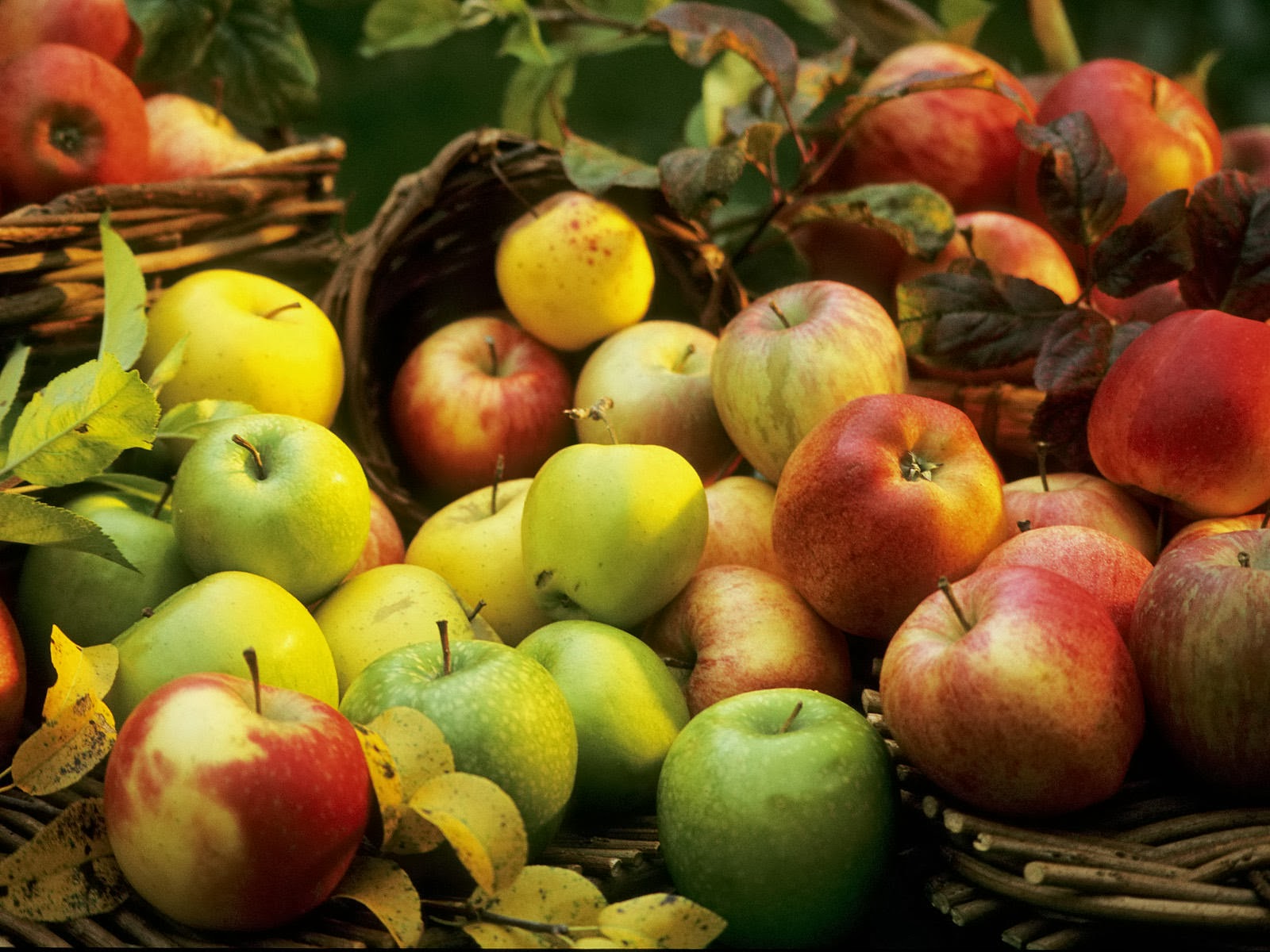 15 Assorted Apple Tree Seeds – Sunshine Seed Nursery