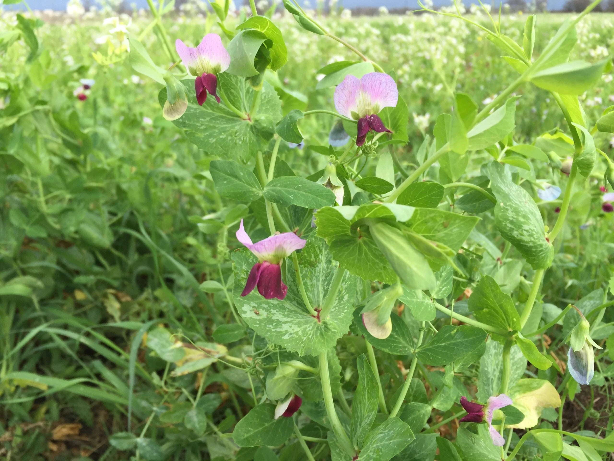 Winter Pea Seeds, Austrian Variety, 1 lb- Food Plot Seeds – Sunshine ...