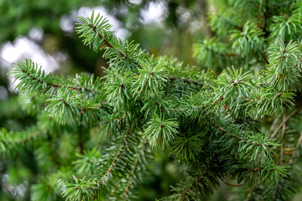 10 Douglas Fir Tree Seeds – Sunshine Seed Nursery
