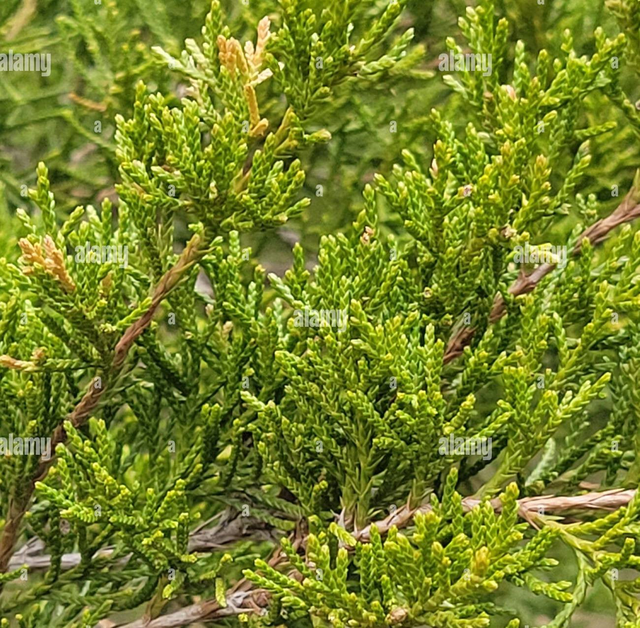 10 Eastern Red Cedar Tree Seeds – Sunshine Seed Nursery