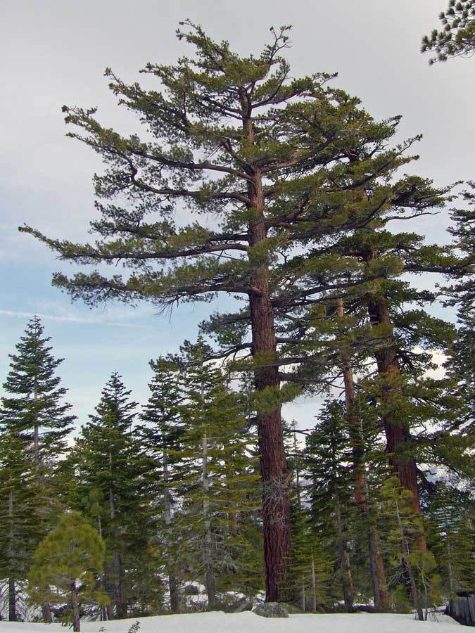 10 Sugar Pine, King of Pines Tree Seeds – Sunshine Seed Nursery