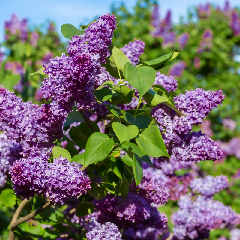 10 Littleleaf Lilac Tree Seeds – Sunshine Seed Nursery