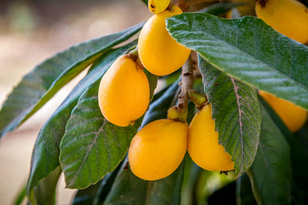 Loquat Seeds – Sunshine Seed Nursery
