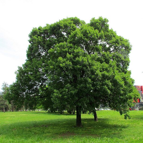6 Montpelier Maple Tree Seeds – Sunshine Seed Nursery