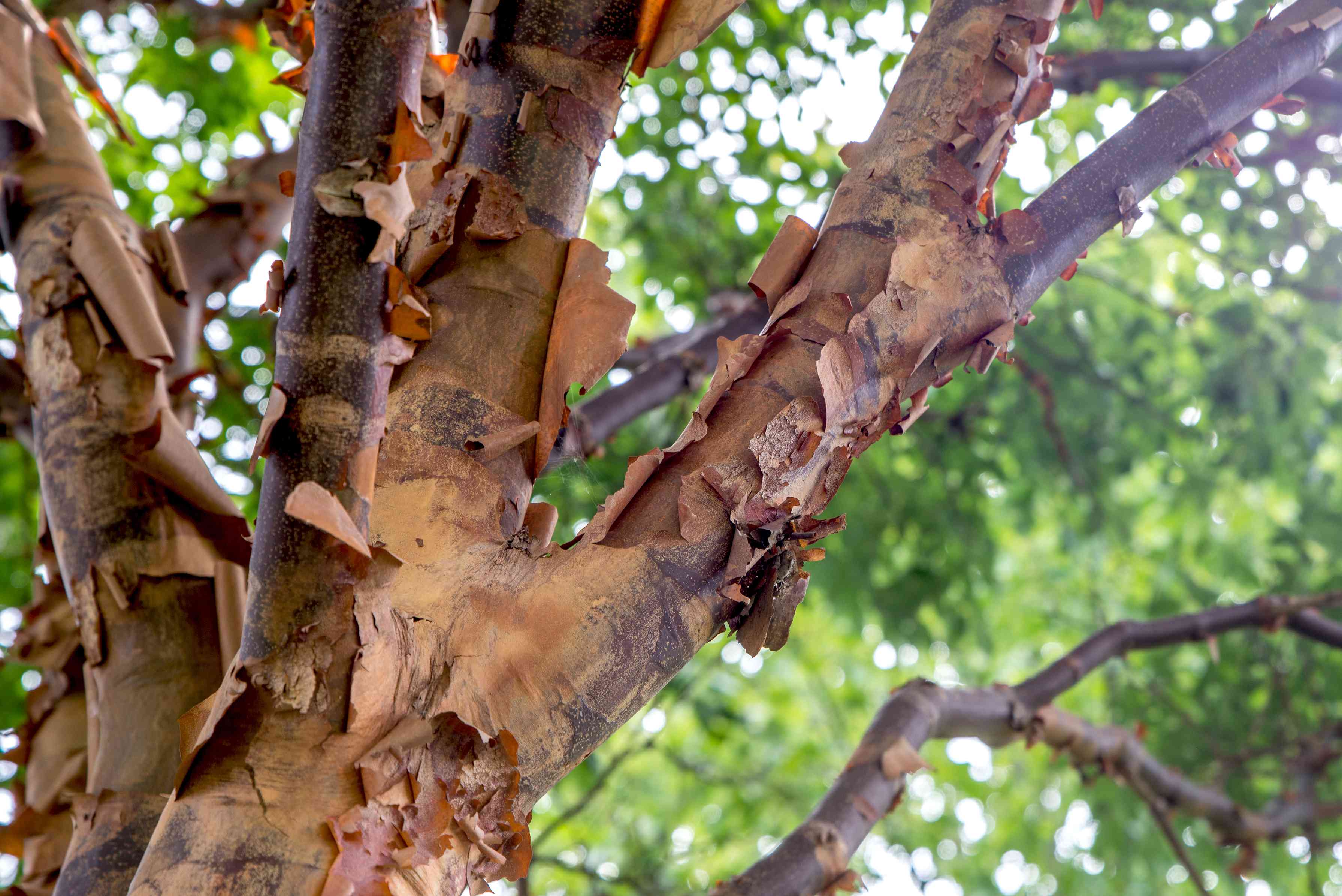5 Paperbark Maple Tree Seeds – Sunshine Seed Nursery