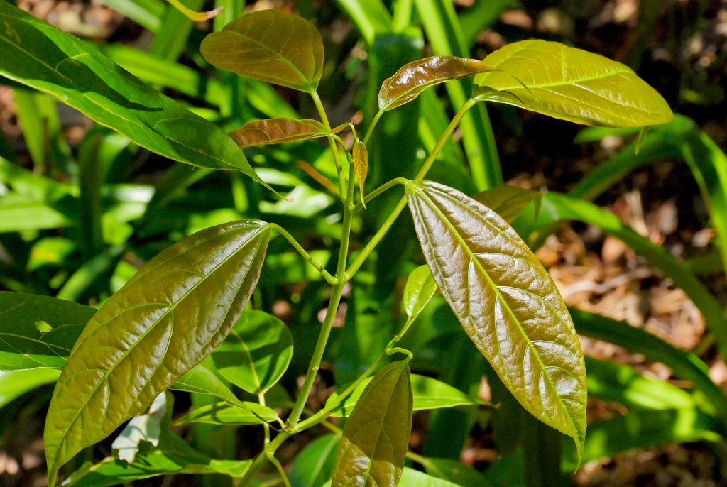 Evergreen Maple Tree Seeds – Sunshine Seed Nursery