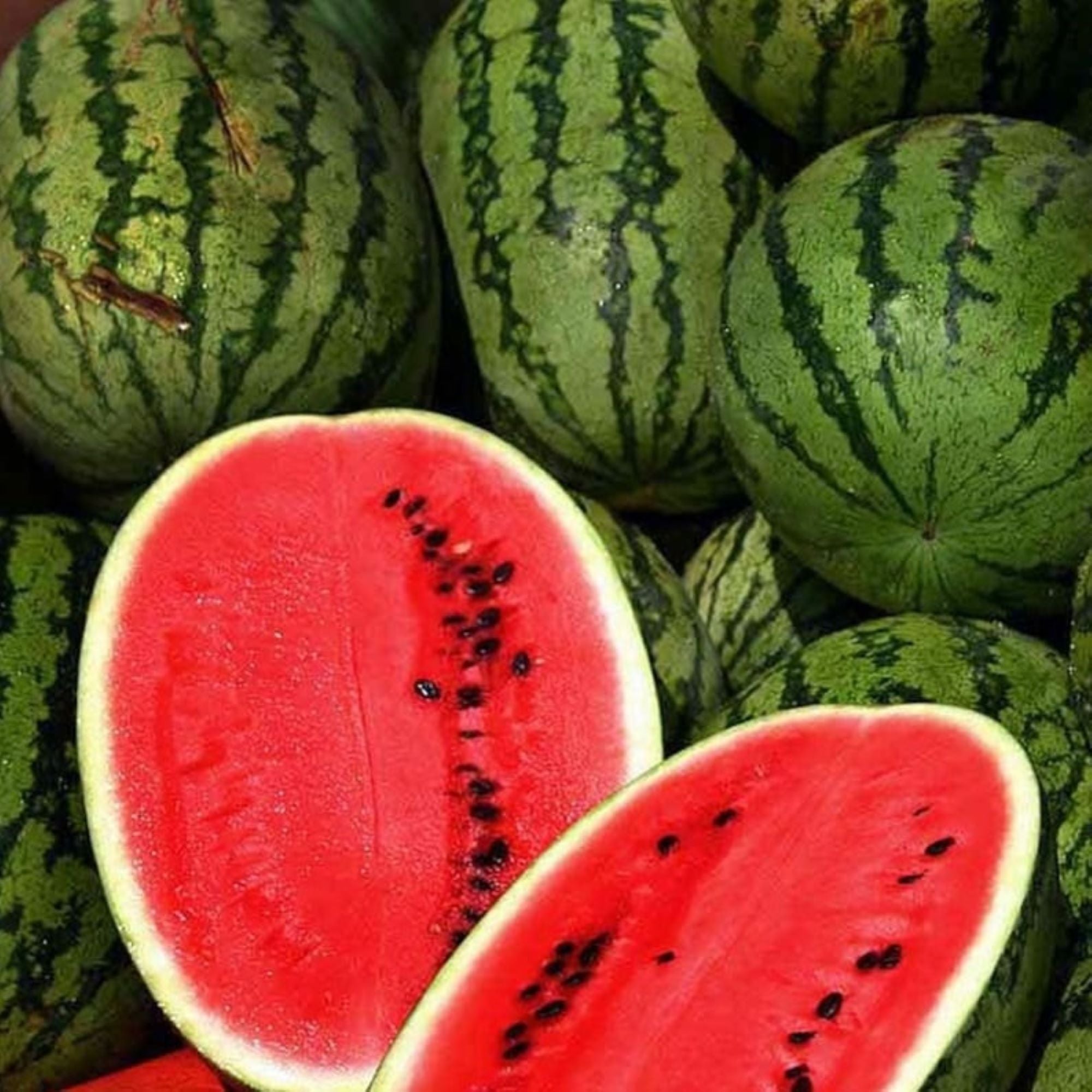 All Sweet Watermelon – Sunshine Seed Nursery