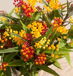 Asclepias Silky Mix Seeds – Sunshine Seed Nursery