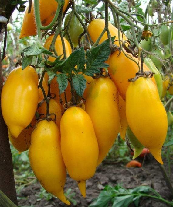 Banana legs Tomato Seeds – Sunshine Seed Nursery