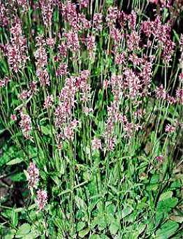 Betony Stachys officinalis Seeds – Sunshine Seed Nursery