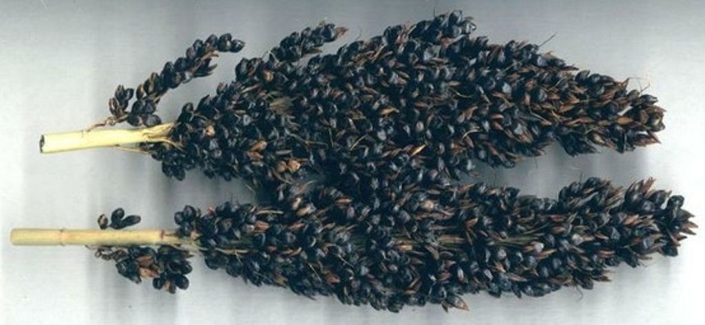 Black Amber Broom Corn Seeds – Sunshine Seed Nursery
