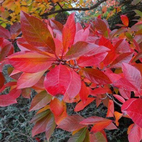 Black Gum Tupelo Seeds – Sunshine Seed Nursery