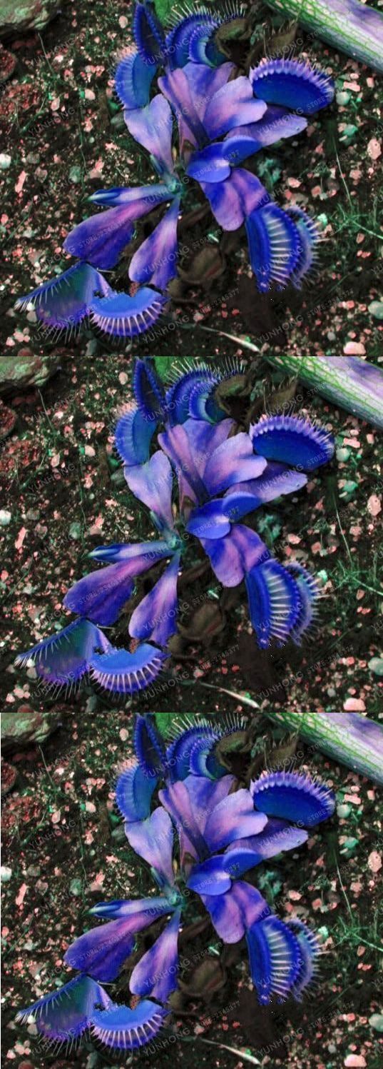 Blue Venus Flytrap Seeds – Sunshine Seed Nursery