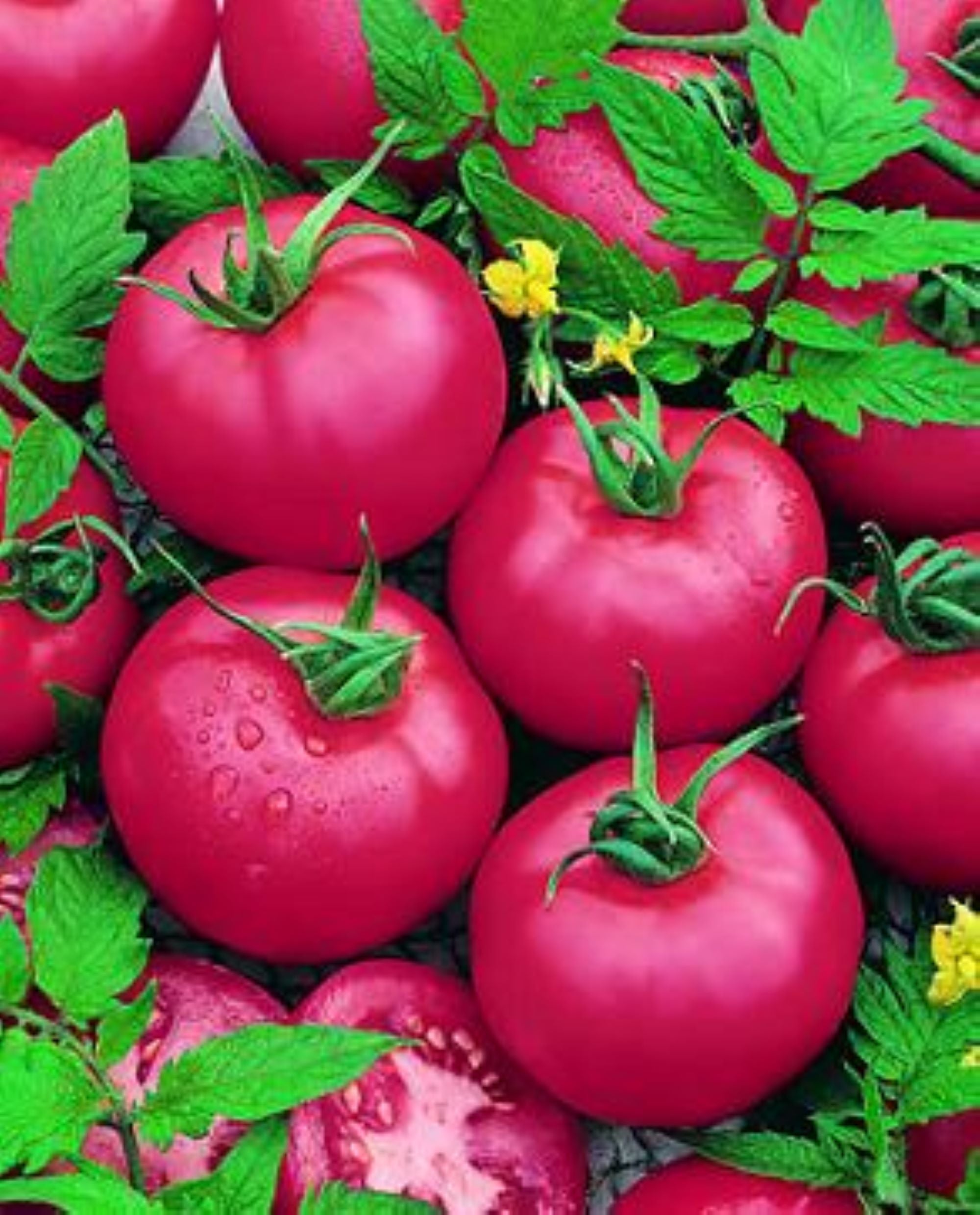Brandy Man Tomato Seeds – Sunshine Seed Nursery