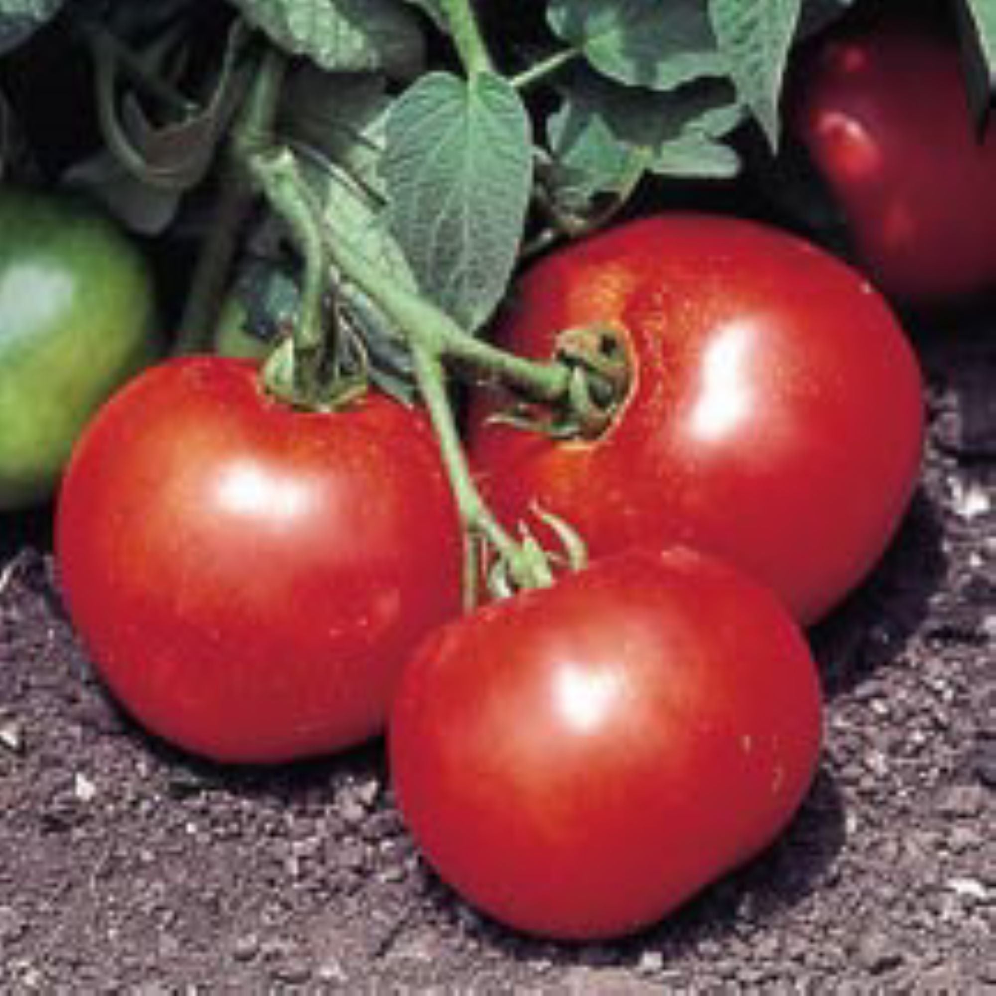 Bush Beefsteak Tomato Seeds – Sunshine Seed Nursery