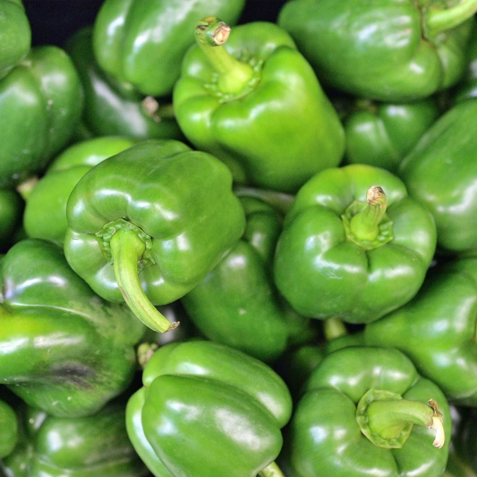 California Wonder Sweet Pepper Seeds – Sunshine Seed Nursery