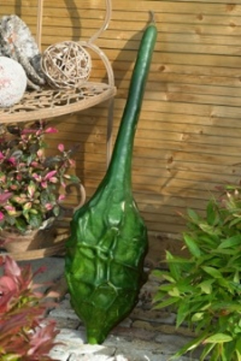 Cavemans Club Gourd Seeds – Sunshine Seed Nursery
