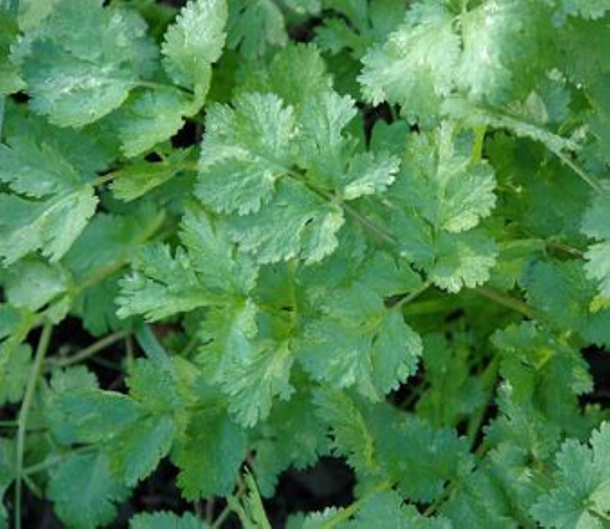 Cilantro – Sunshine Seed Nursery