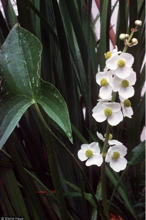 Common Arrowhead Seeds – Sunshine Seed Nursery