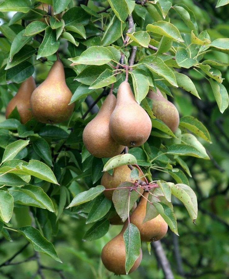 European Pear Seeds – Sunshine Seed Nursery