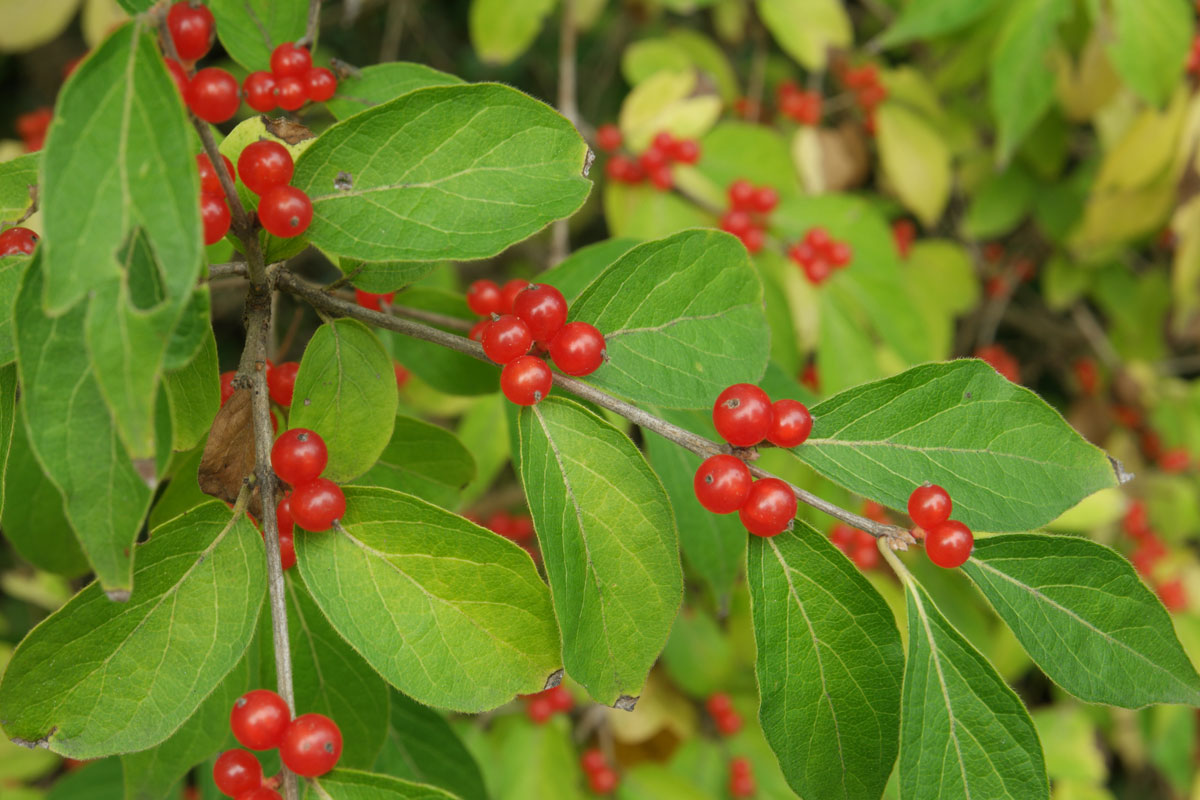 European Fly Honeysuckle Seeds – Sunshine Seed Nursery