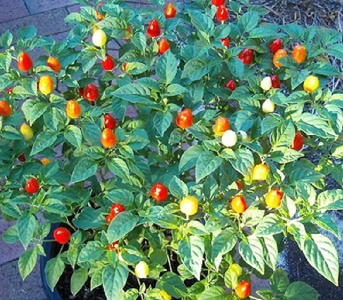 Firecracker Hot Pepper Seeds – Sunshine Seed Nursery