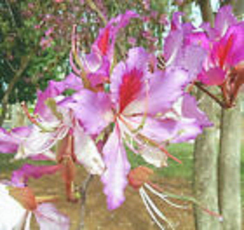 Geranium Orchid Tree Seeds – Sunshine Seed Nursery