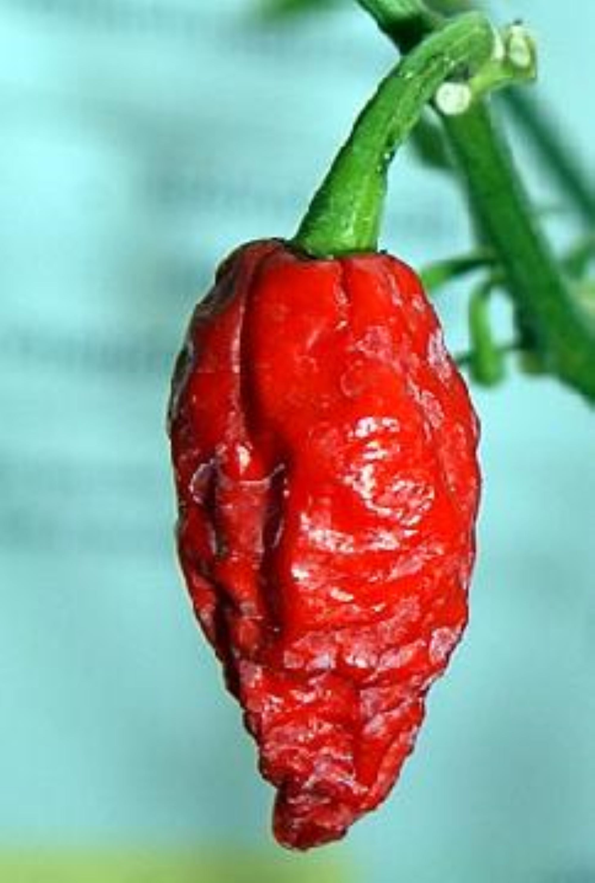 20 Ghost Pepper Seeds – Sunshine Seed Nursery