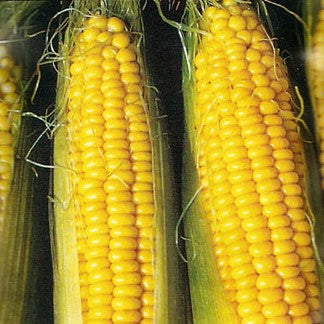 Golden Queen Corn Seeds – Sunshine Seed Nursery