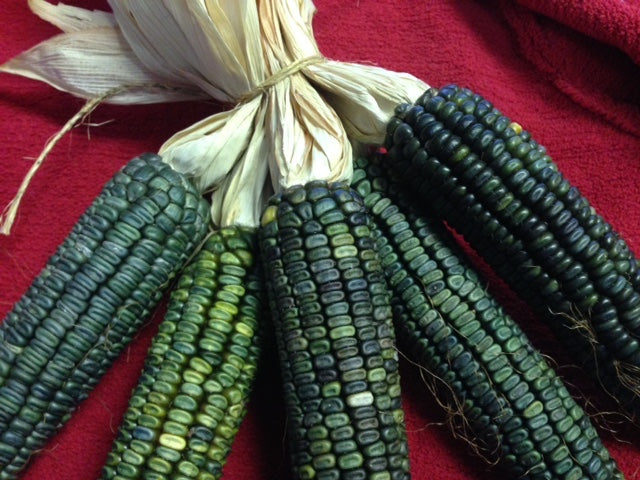 Green Oaxacan Corn Seeds – Sunshine Seed Nursery