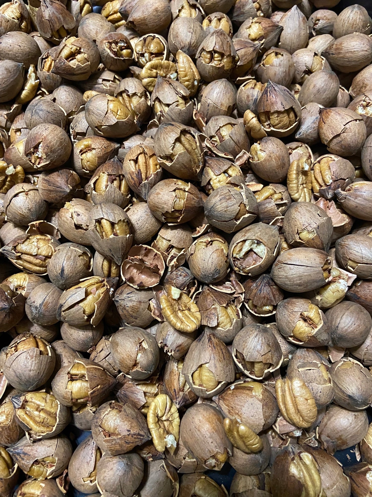 10# Fresh Cracked Elliot Pecans 2022 – Sunshine Seed Nursery