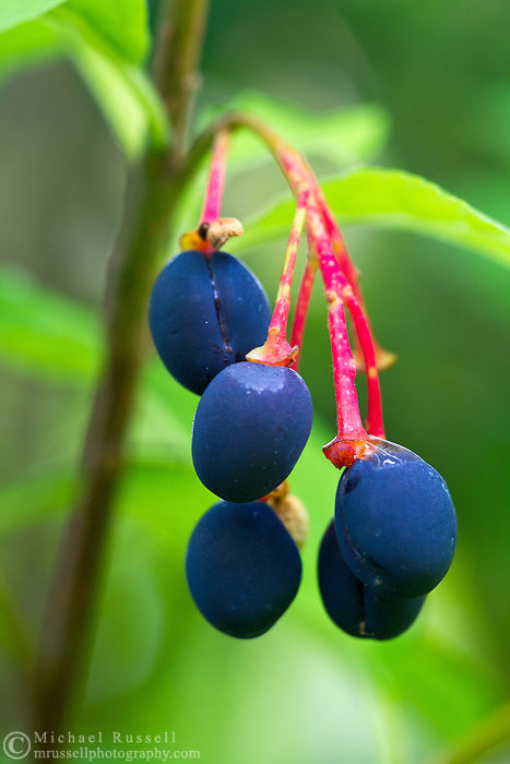 Indian Plum Tree Seeds – Sunshine Seed Nursery