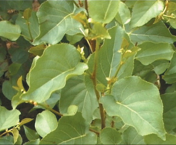 Italian Alder Tree Seeds – Sunshine Seed Nursery