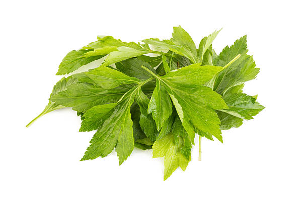 Japanese Mugwort Seeds – Sunshine Seed Nursery