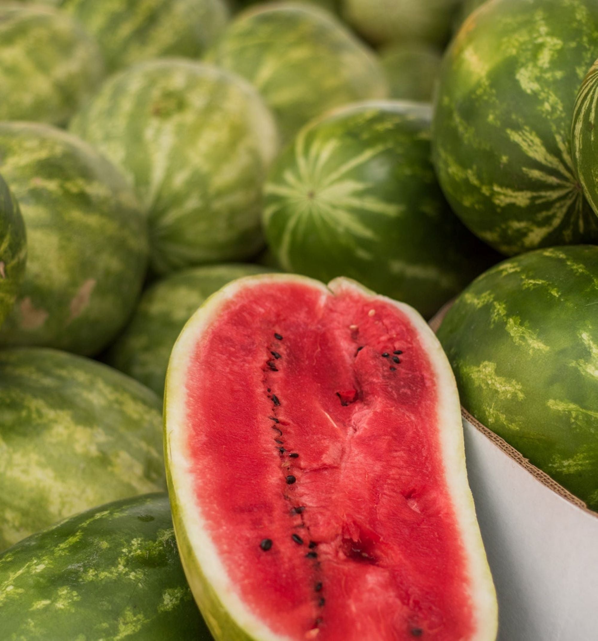 Jubilee Watermelon – Sunshine Seed Nursery
