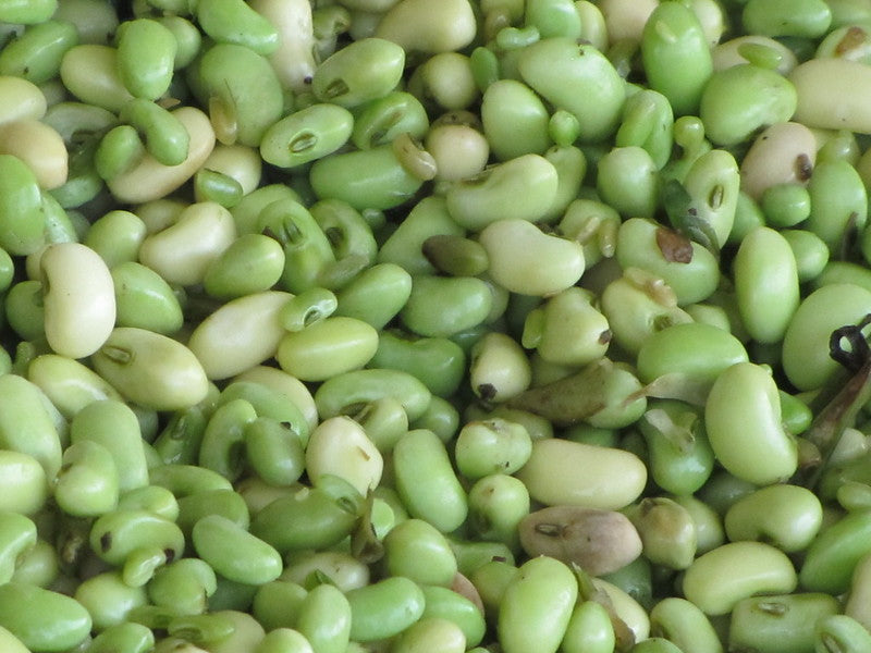 Lady Bird Pea Seeds – Sunshine Seed Nursery