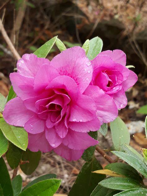 Pink Azalea Seeds – Sunshine Seed Nursery