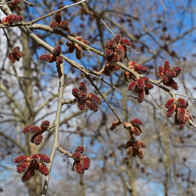 Red Alder Tree Seeds – Sunshine Seed Nursery