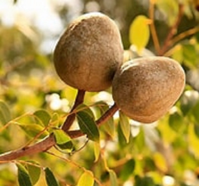 Sky Fruit Seeds – Sunshine Seed Nursery