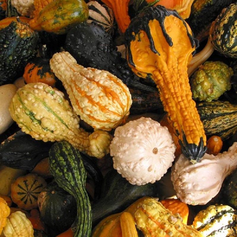 Small Warted Gourd Seeds – Sunshine Seed Nursery