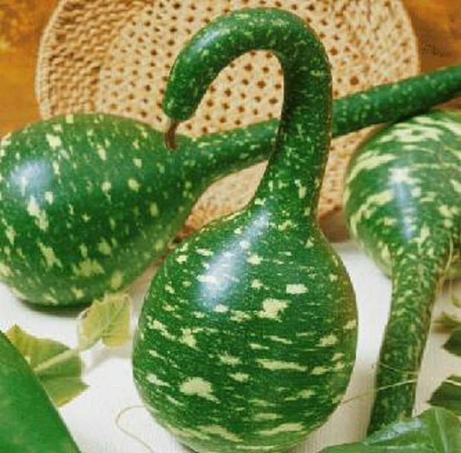 Speckled Swan Gourd Seeds – Sunshine Seed Nursery