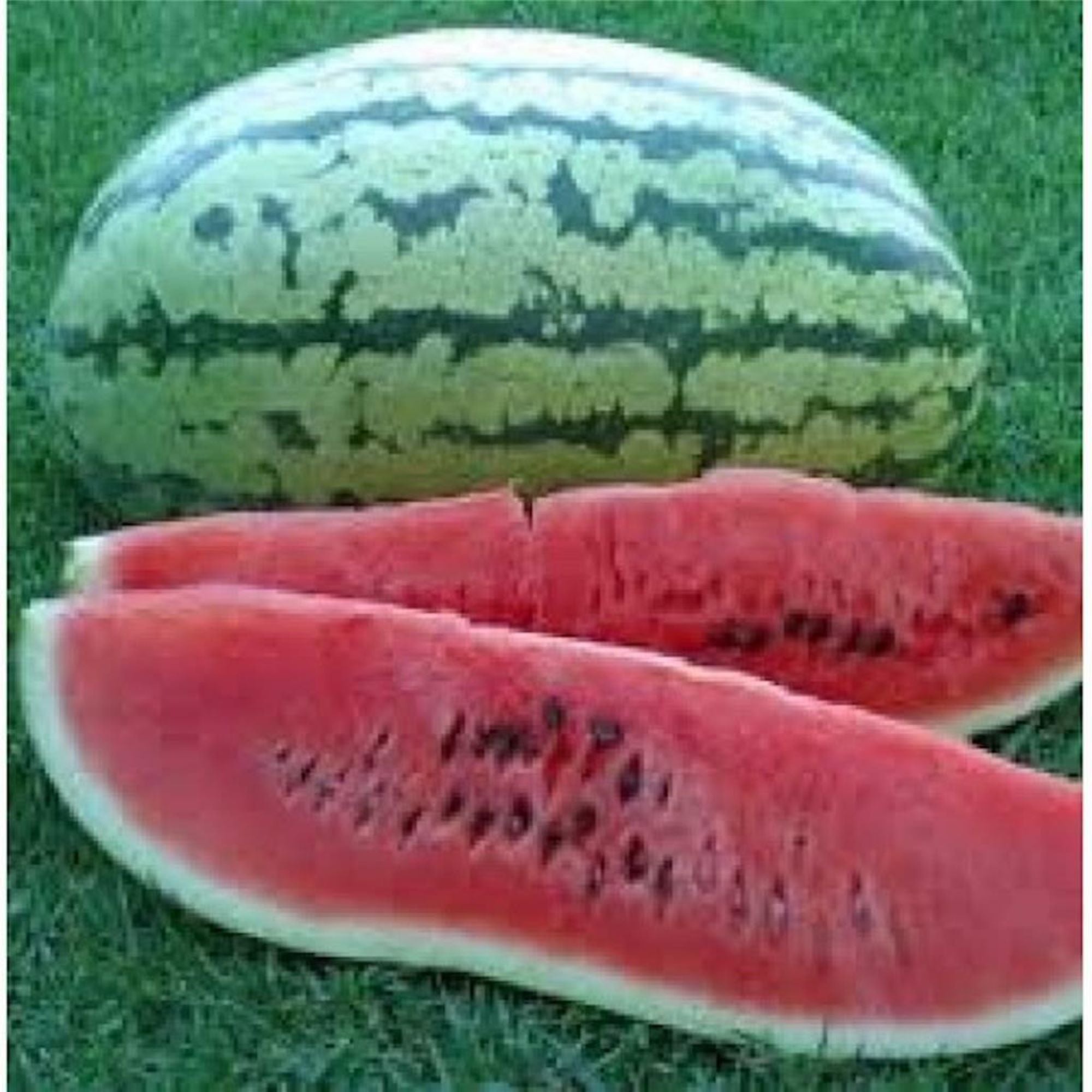 Sugar Baby Watermelon – Sunshine Seed Nursery