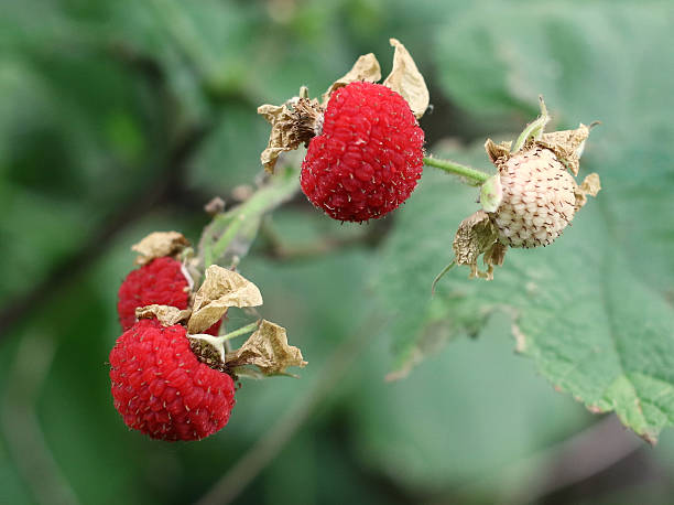 Thimbleberry Seeds – Sunshine Seed Nursery
