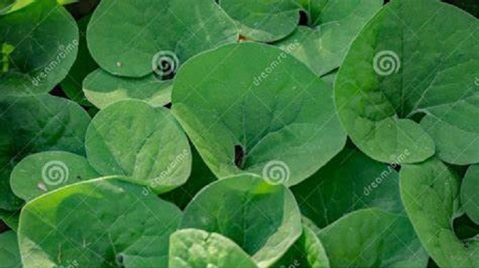 Wild Ginger Seeds – Sunshine Seed Nursery
