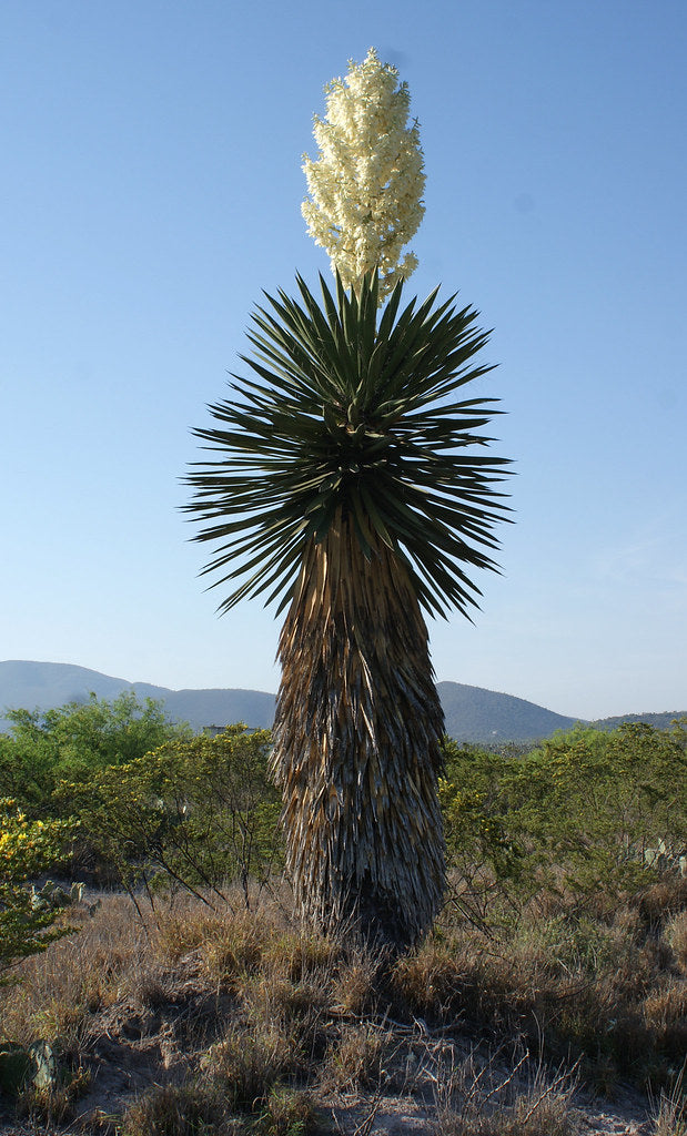 Spanish Dagger Seeds – Sunshine Seed Nursery