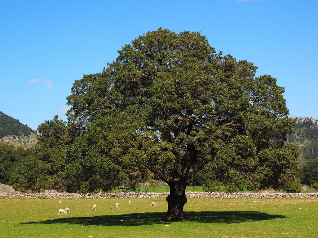 Camphor Tree Seeds – Sunshine Seed Nursery