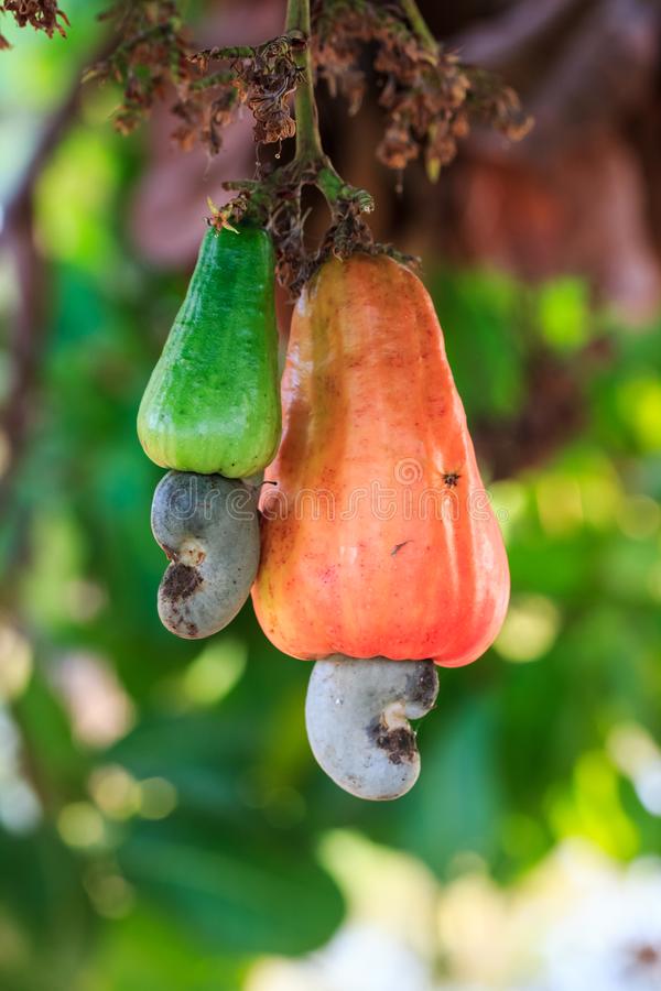Cashew Tree Seeds – Sunshine Seed Nursery