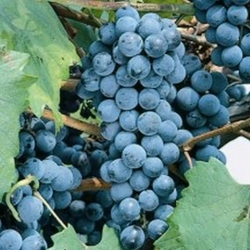 Concord Grape Seeds – Sunshine Seed Nursery